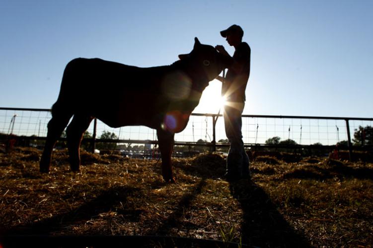 Moore County 4-Hers Show at N.C. State Fair | News | thepilot.com