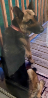 Found Dog, German Shepherd in Cameron | Pets | thepilot.com