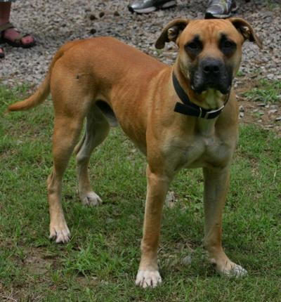 Pet of the Week: Boxer Mix Noble Lumpkin | Pets | thepilot.com
