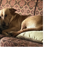 Lost Dog, Yellow Lab/Shepherd Mix in West End (Seven Lakes area) UPDATE ...