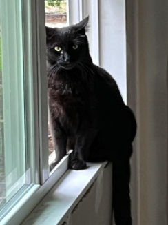 Lost Cat, Black Cat in Southern Pines | Pets | thepilot.com