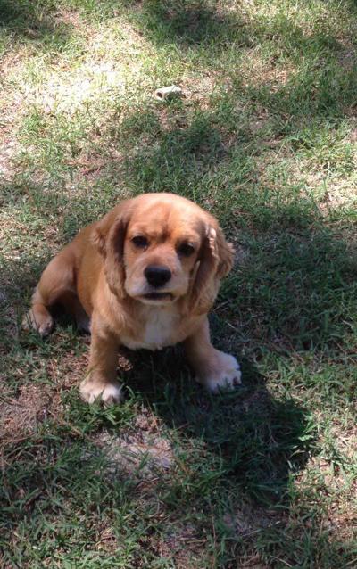 Pet of the Week: Cocker Spaniel Needs New Home | Features | thepilot.com