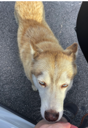 Found Dog, Red/Cream Husky Mix in Southern Pines | Pets | thepilot.com