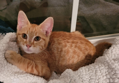 Found Cat, Orange Tabby Kitten in Whispering Pines | Pets | thepilot.com