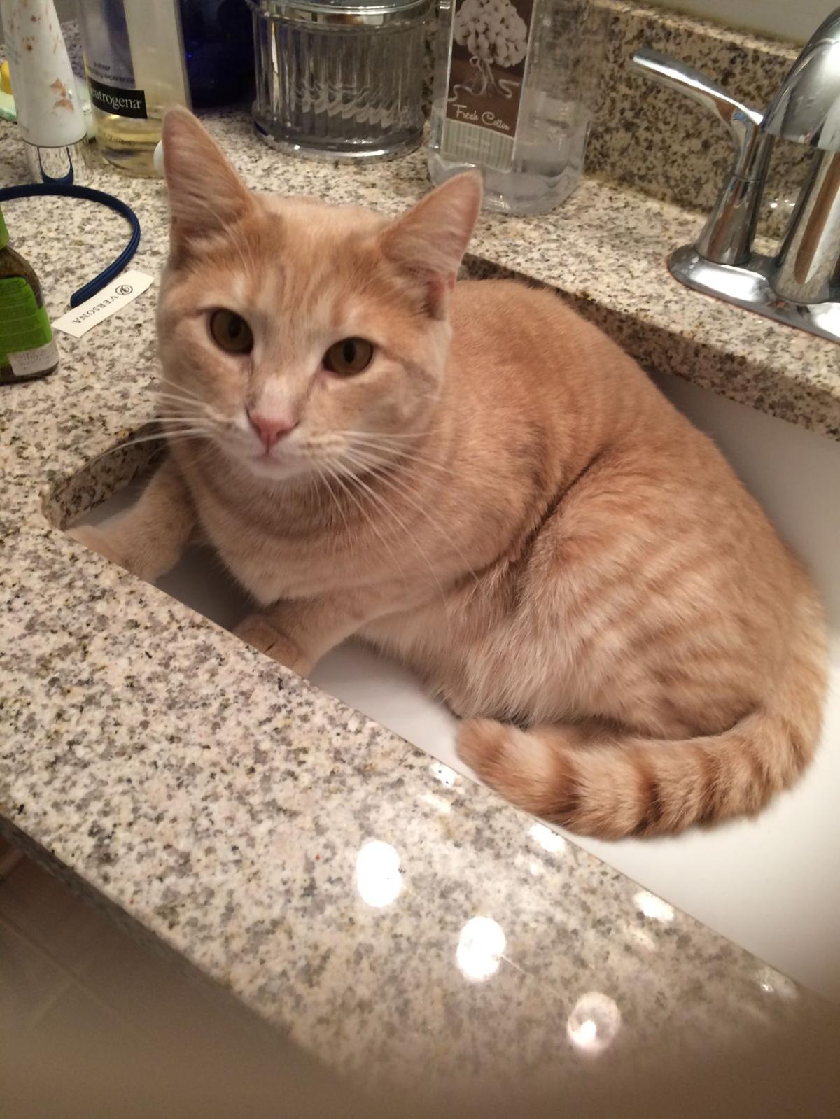 Lost Cat, Orange Tabby in Southern Pines | Pets | thepilot.com