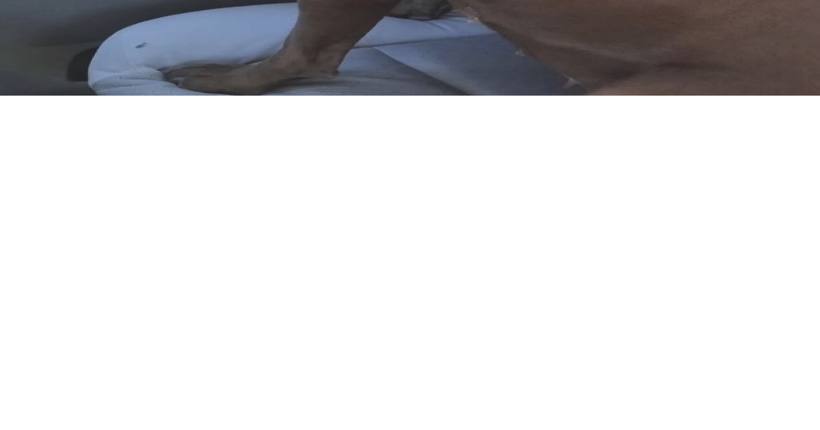 Found Dog, Brown Pitbull in northern Moore/Carthage exit | Pets ...