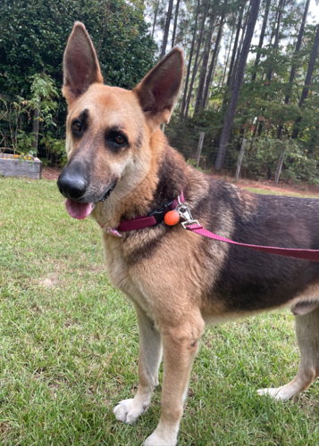 Found Dog, German Shepherd in Aberdeen UPDATE: HOME | Pets | thepilot.com
