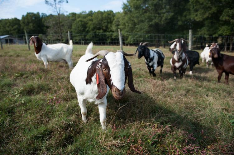 Down on the Goat Farm | Gallery | thepilot.com