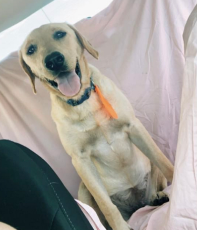 Lost Dog, Yellow Lab in Cameron REWARD! | Pets | thepilot.com