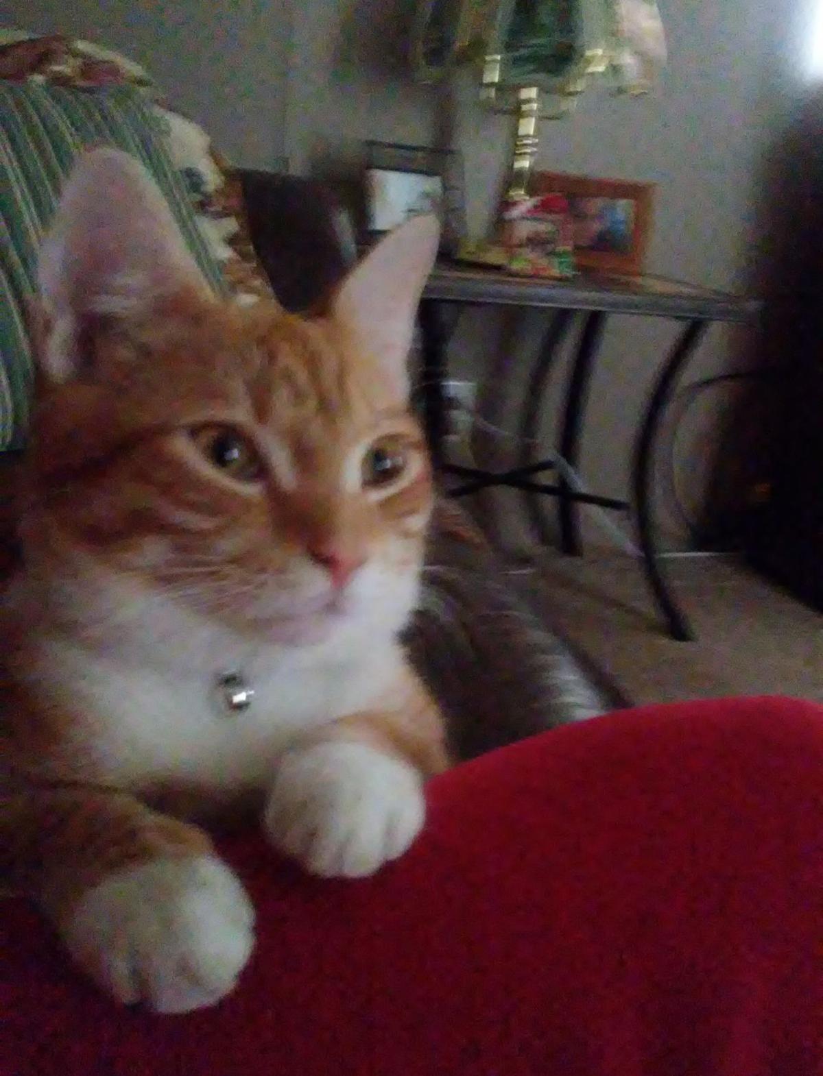 Lost Cat: Orange, Tabby, U.S. 1 Cameron | Pets | thepilot.com