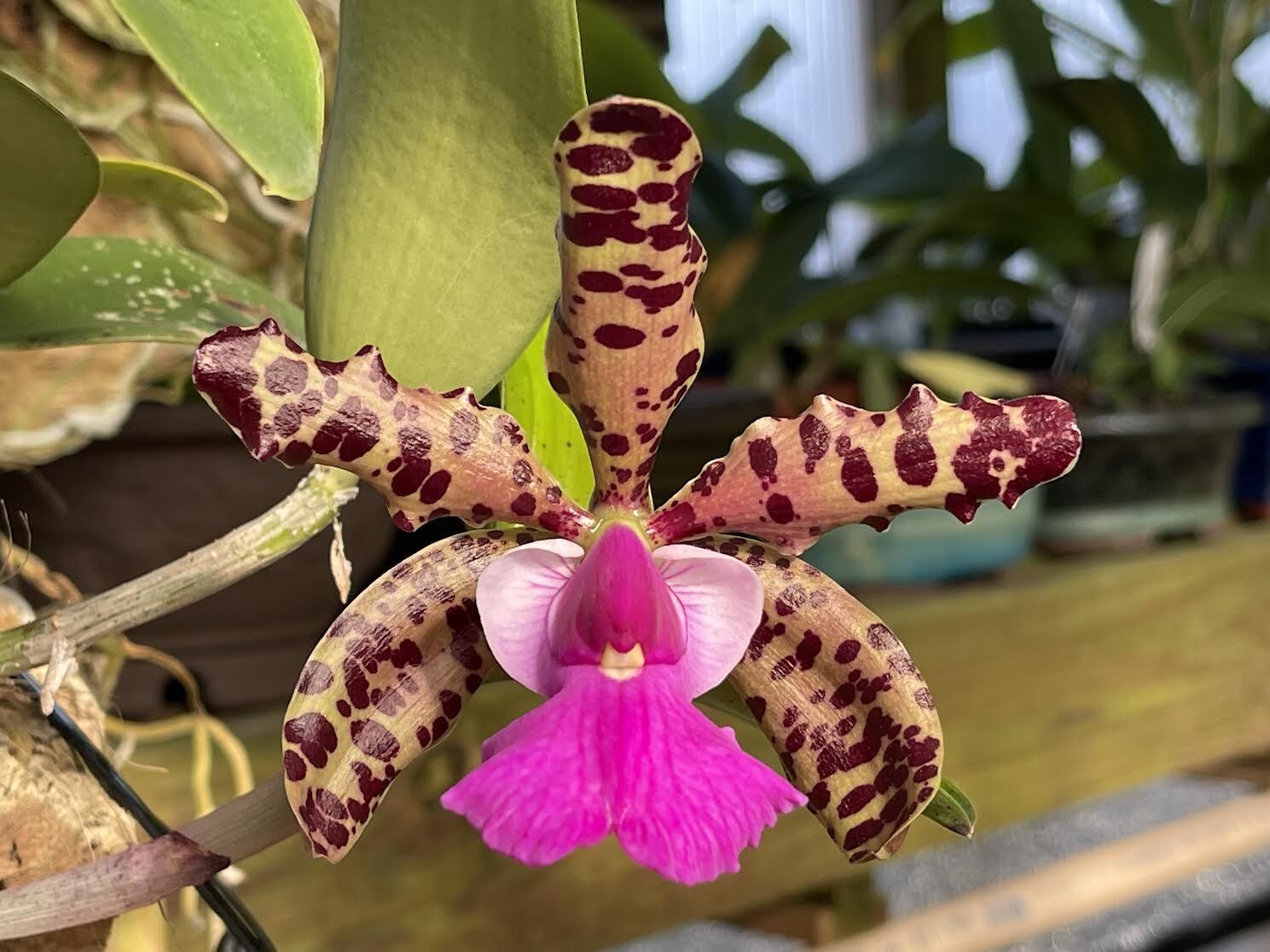 Orchid Lecture with Local Grower Jason Harpster | Features | thepilot.com