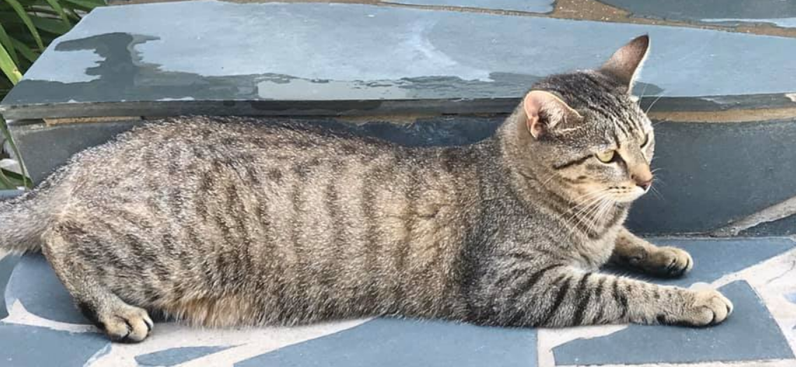 Lost Cat, Gray Tabby in Pinehurst (near Moore Regional Hospital) UPDATE ...