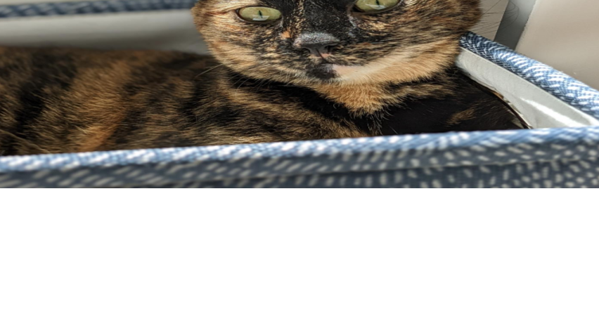Lost Cat, Tortoiseshell Cat in Whispering Pines REWARD $500 | Pets ...