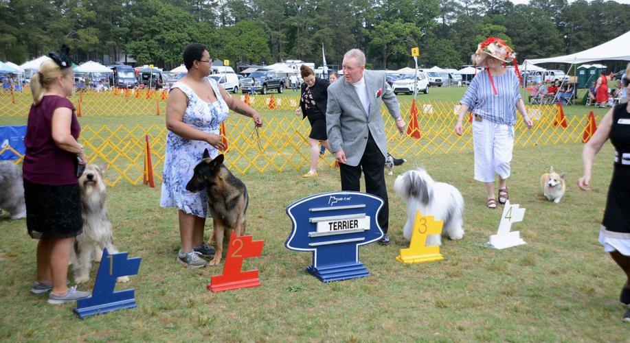 Photos: Kennel Club Show in Pinehurst | Gallery | thepilot.com