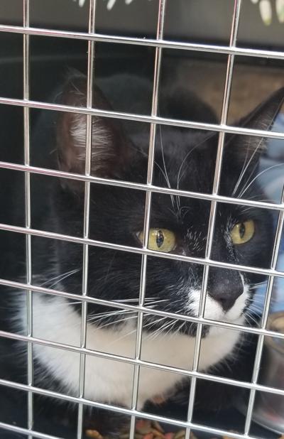 Found Cat: Black Short-Haired Cat near West End | Pets | thepilot.com