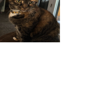 Lost Cat, Tortoiseshell Tuxedo Cat in Pinehurst | Pets | thepilot.com
