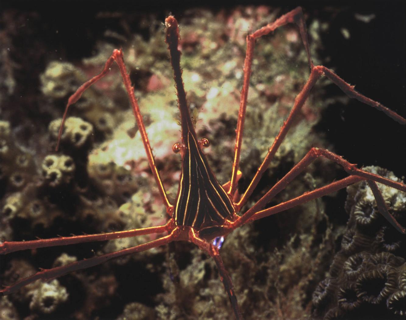 Ask the Aquarium: What's This Strange-Looking Crab? | Features ...