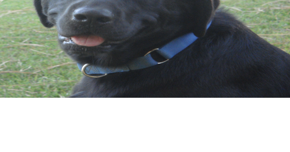 Lost Dog, Black Lab in Eastwood (NOTE: OLDER DOG) UPDATE: FOUND | Pets ...