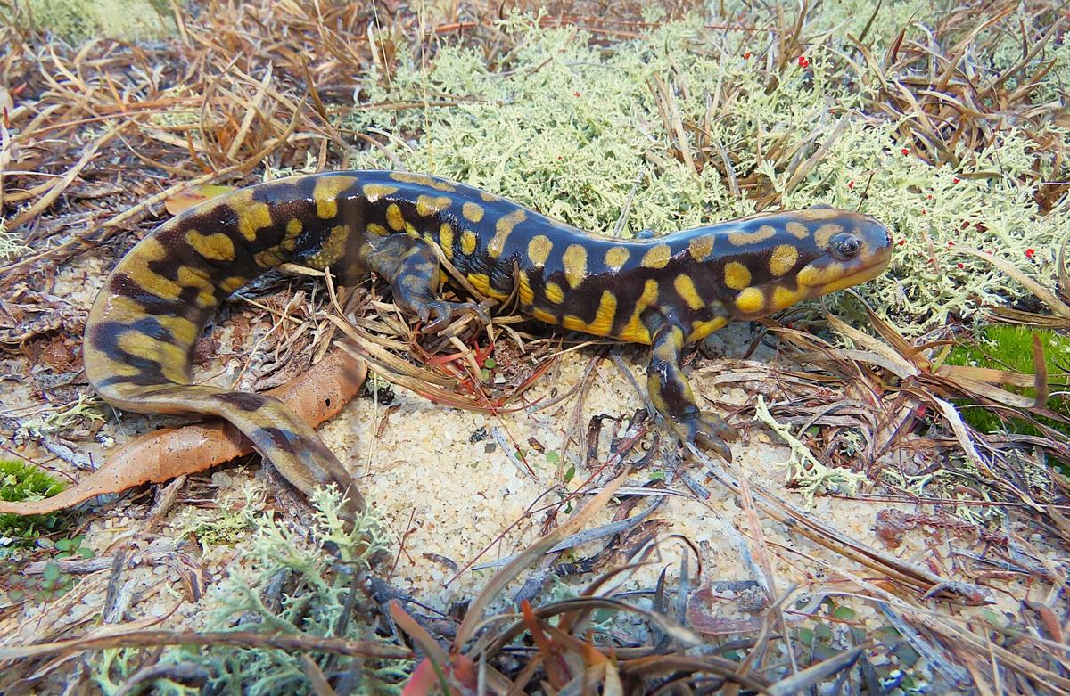 salamander promo code