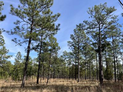 Weymouth Woods Expands by 300 Acres | News | thepilot.com