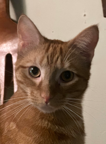 Lost Cat, Orange Tabby in Vass UPDATE: FOUND | Pets | thepilot.com