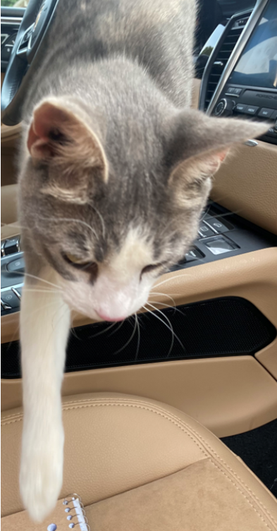 Found Cat, Gray and White Cat in Aberdeen | Pets | thepilot.com