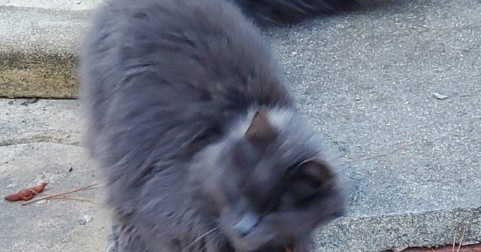 Found Cat, Charcoal Gray Cat in Seven Lakes West (West End) UPDATE ...