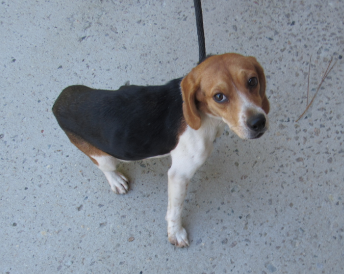Black Tri Color Beagle
