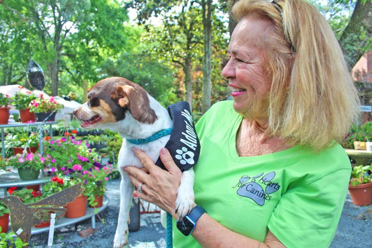 Gulley's Garden Center Celebrates 50 Years in Business | Gallery ...