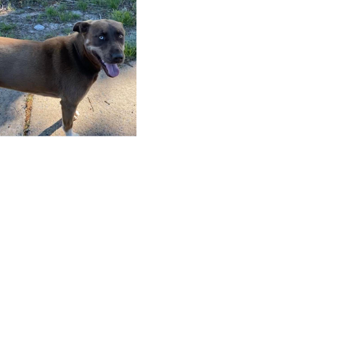 Found Dog, Brown Lab Mix (One Blue Eye) in Cameron | Pets | thepilot.com
