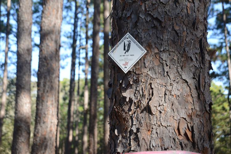 Red-Cockaded Woodpecker’s Status Improves | News | thepilot.com