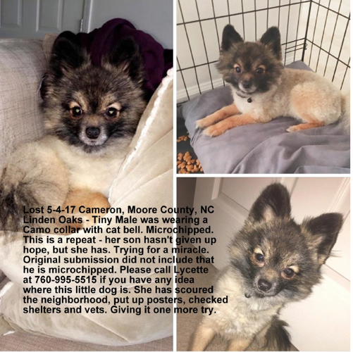 Lost Dog, Pomeranian in Cameron (Harnett Co/Linden Oaks) UPDATE: STILL ...