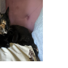 Found Cat, Black Cat with Tortoiseshell Markings in Jackson Springs ...