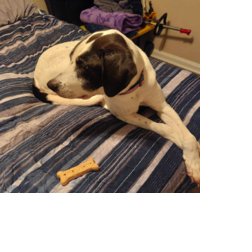 Lost Dog, Black and White Hound in West End | Pets | thepilot.com