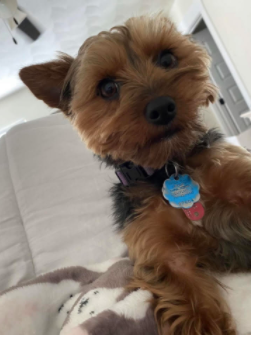 Lost Dog, Yorkshire Terrier in Weymouth Woods, Southern Pines UPDATE ...
