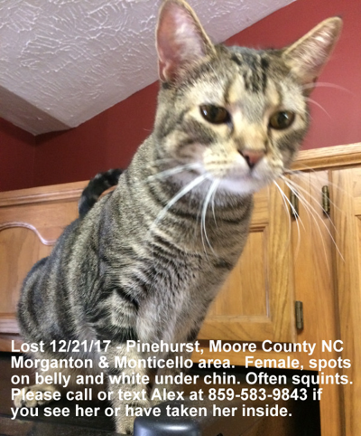 Lost Cat, Gray Brown Tabby in Pinehurst UPDATE: FOUND | Pets | thepilot.com