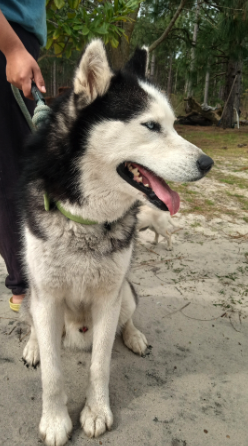 Found Dog, Black and White Husky in Eagle Springs | Pets | thepilot.com