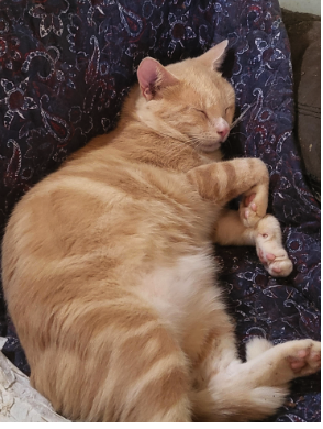 Lost Cat, Orange Buff Cat in Eagle Springs UPDATE: FOUND | Pets ...