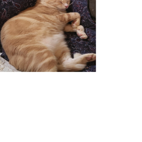 Lost Cat, Orange Buff Cat in Eagle Springs UPDATE: FOUND | Pets ...