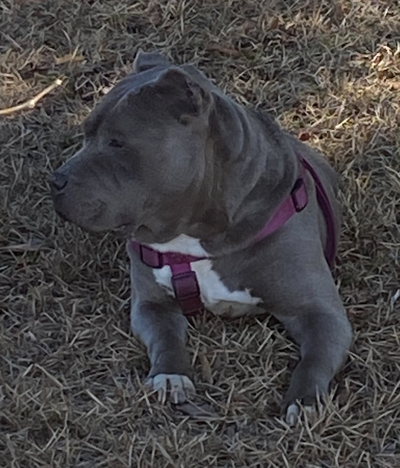 Found Dog, Grey (Blue) Pitbull in Cameron UPDATE: OWNER LOCATED | Pets ...