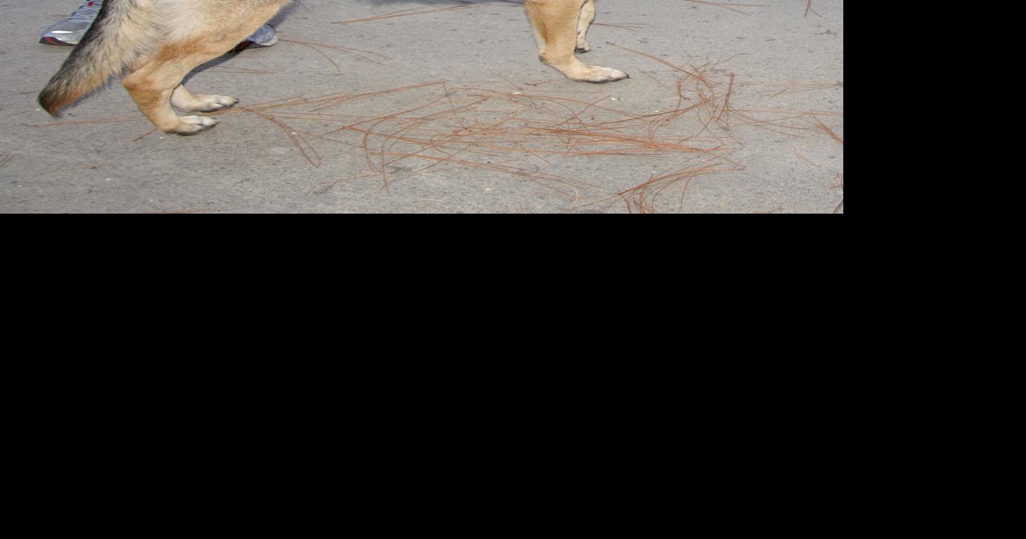 Found Pet: Female German Shepherd Near Lake Pinehurst | Pets | thepilot.com