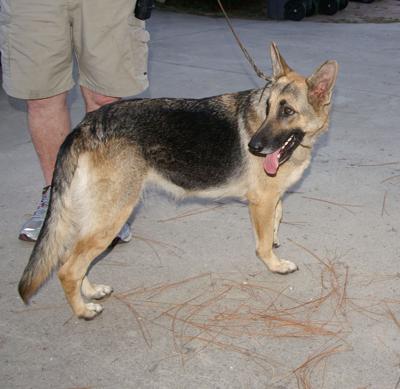 Found Pet: Female German Shepherd Near Lake Pinehurst | Pets | thepilot.com