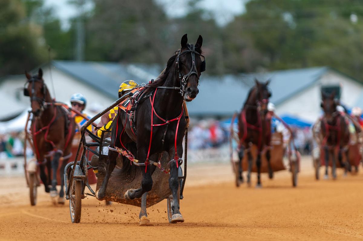 Spring Matinee Harness Races | Multimedia | thepilot.com