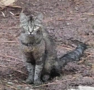 Found Cat, Mama Cat and Kittens in Southern Pines | Pets | thepilot.com