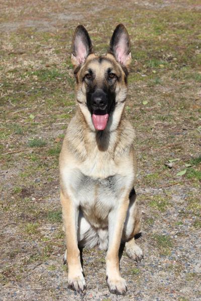 Pet of the Week: German Shepherd Max Seeks Forever Home | Pets ...