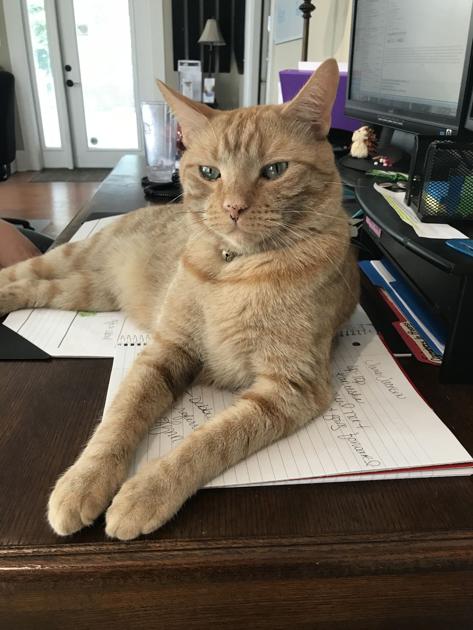 Lost Cat, Orange Tabby near downtown Southern Pines UPDATE: FOUND ...
