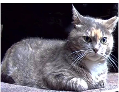 Lost Cat, Muted Tortie/Calico Cat in Pinehurst | Pets | thepilot.com