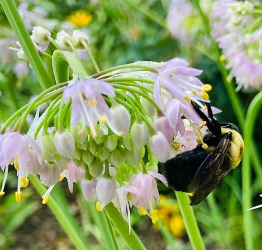 ‘Bee’ Focused on Native Bees | Features | thepilot.com