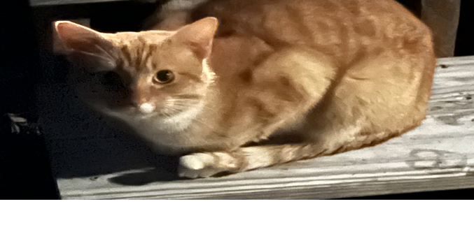Found Cat, Orange and White Tabby in Aberdeen | Pets | thepilot.com