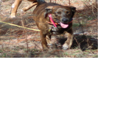 Lost Dogs, Two Dogs (Plott hound and mixed breed) in Southern PInes ...